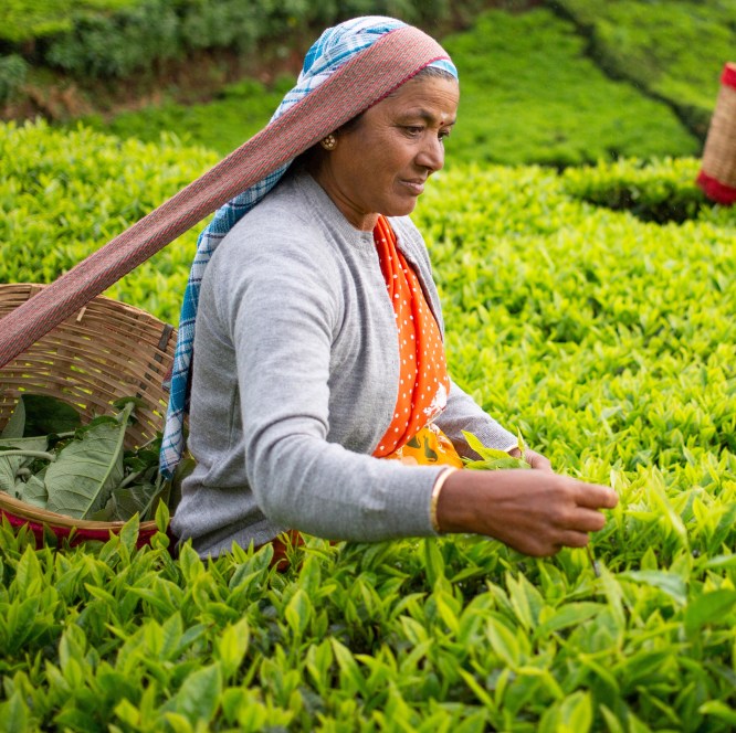 Atsakomybė - MSD | Lithuania